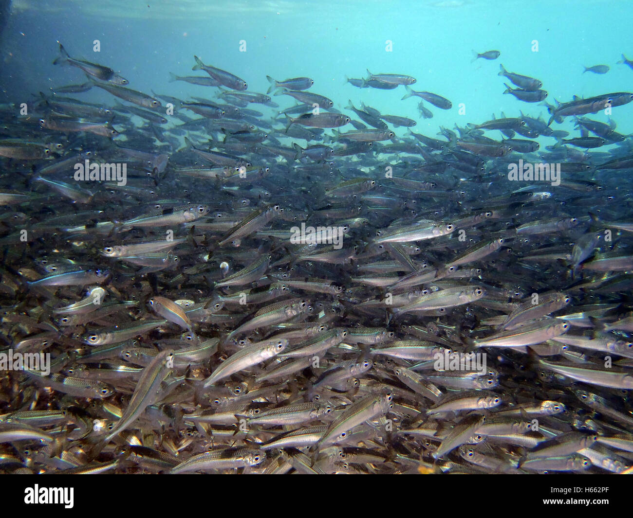 School of fish photo Stock Photo - Alamy
