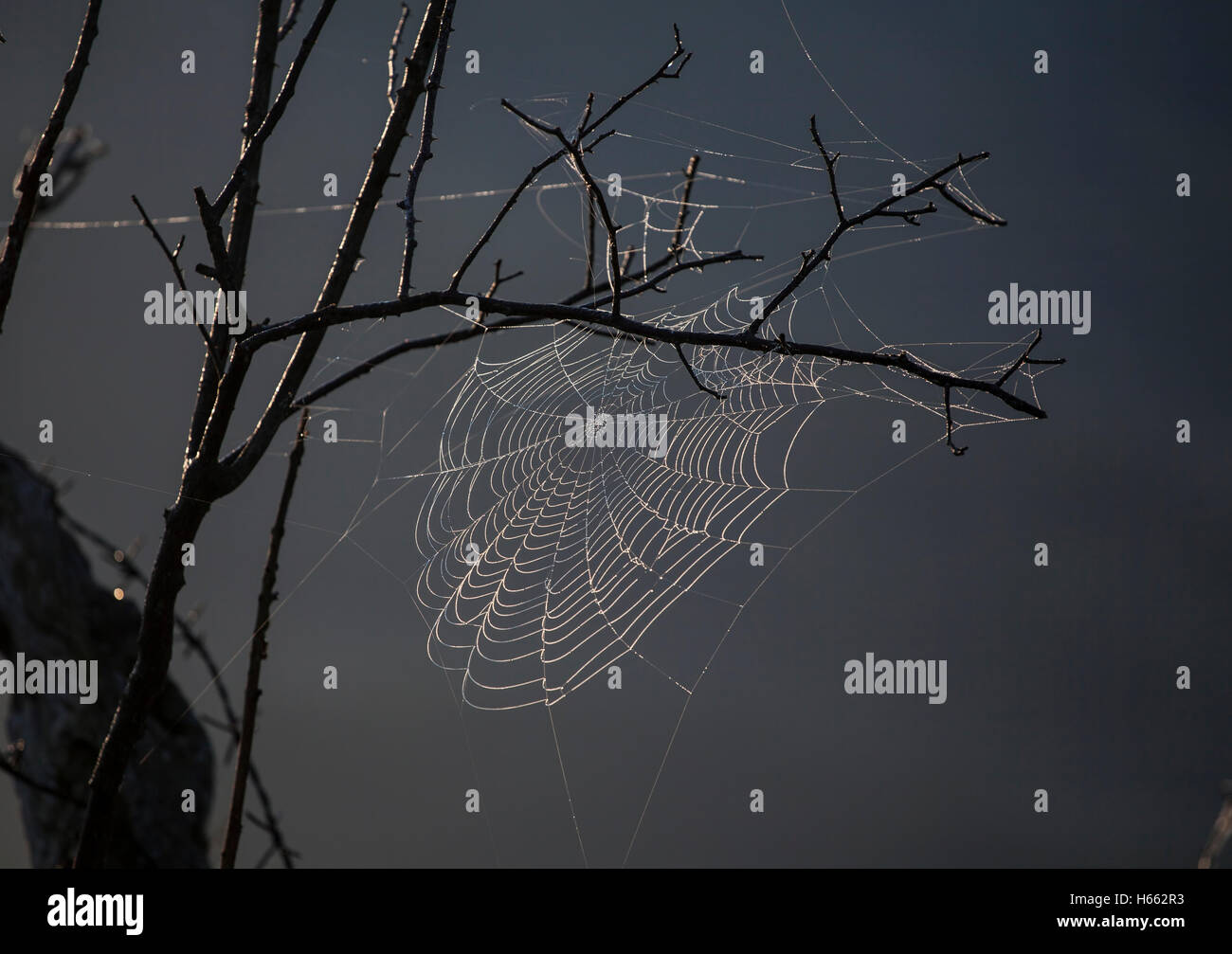 Dewy spider web on a tree Stock Photo - Alamy