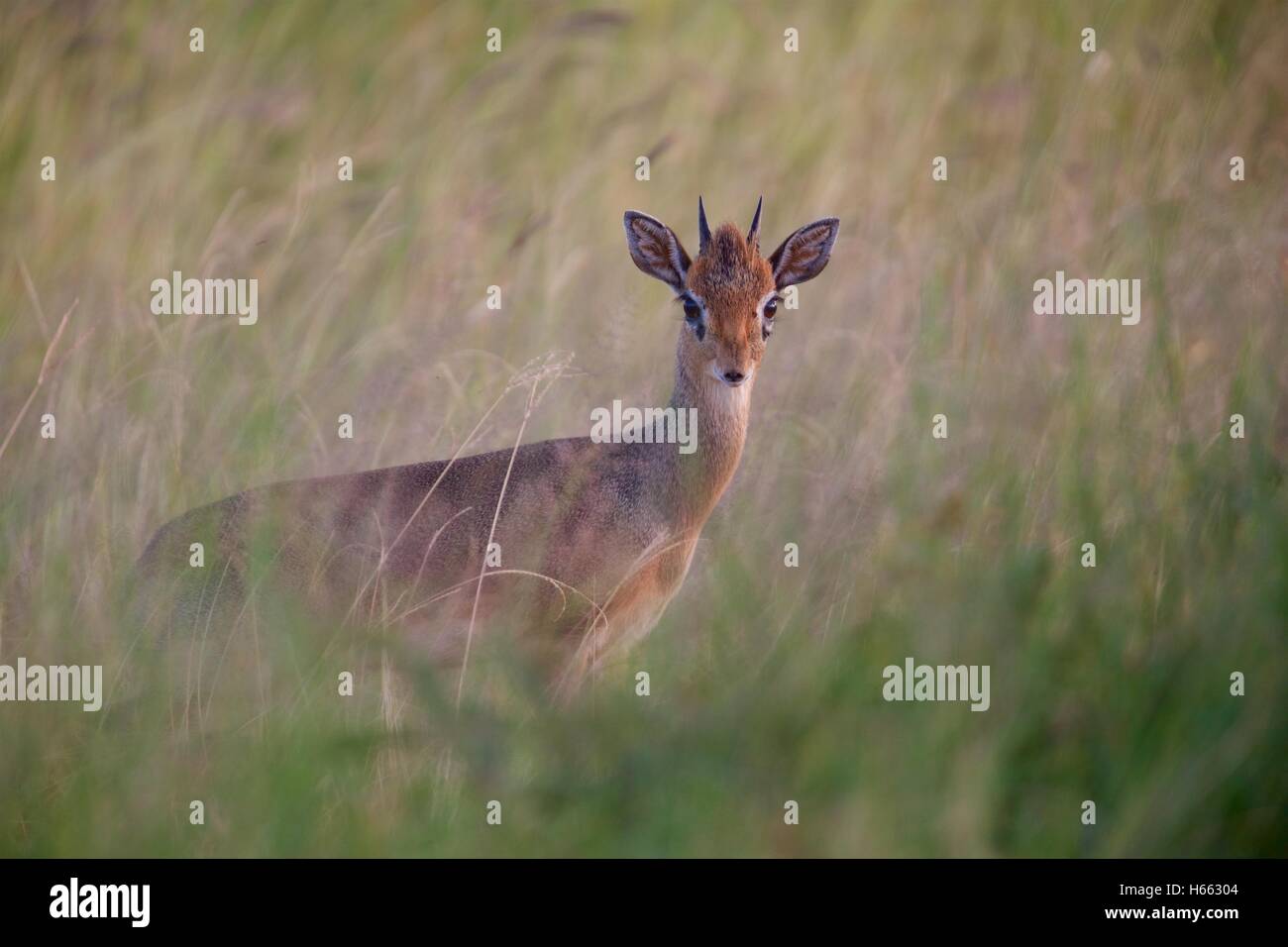 Dik dik safari hi-res stock photography and images - Alamy
