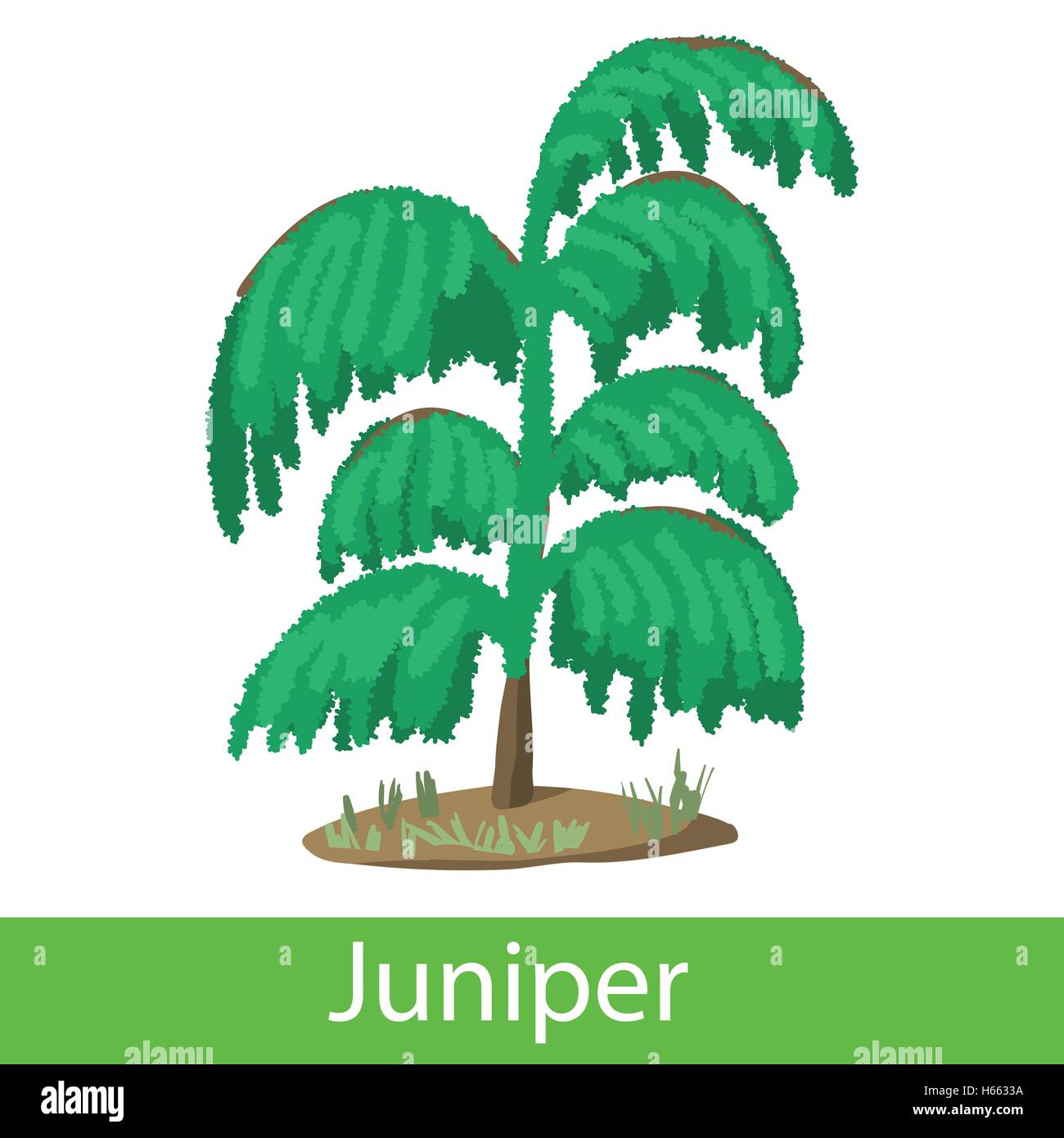 Juniper species Stock Vector Images - Alamy