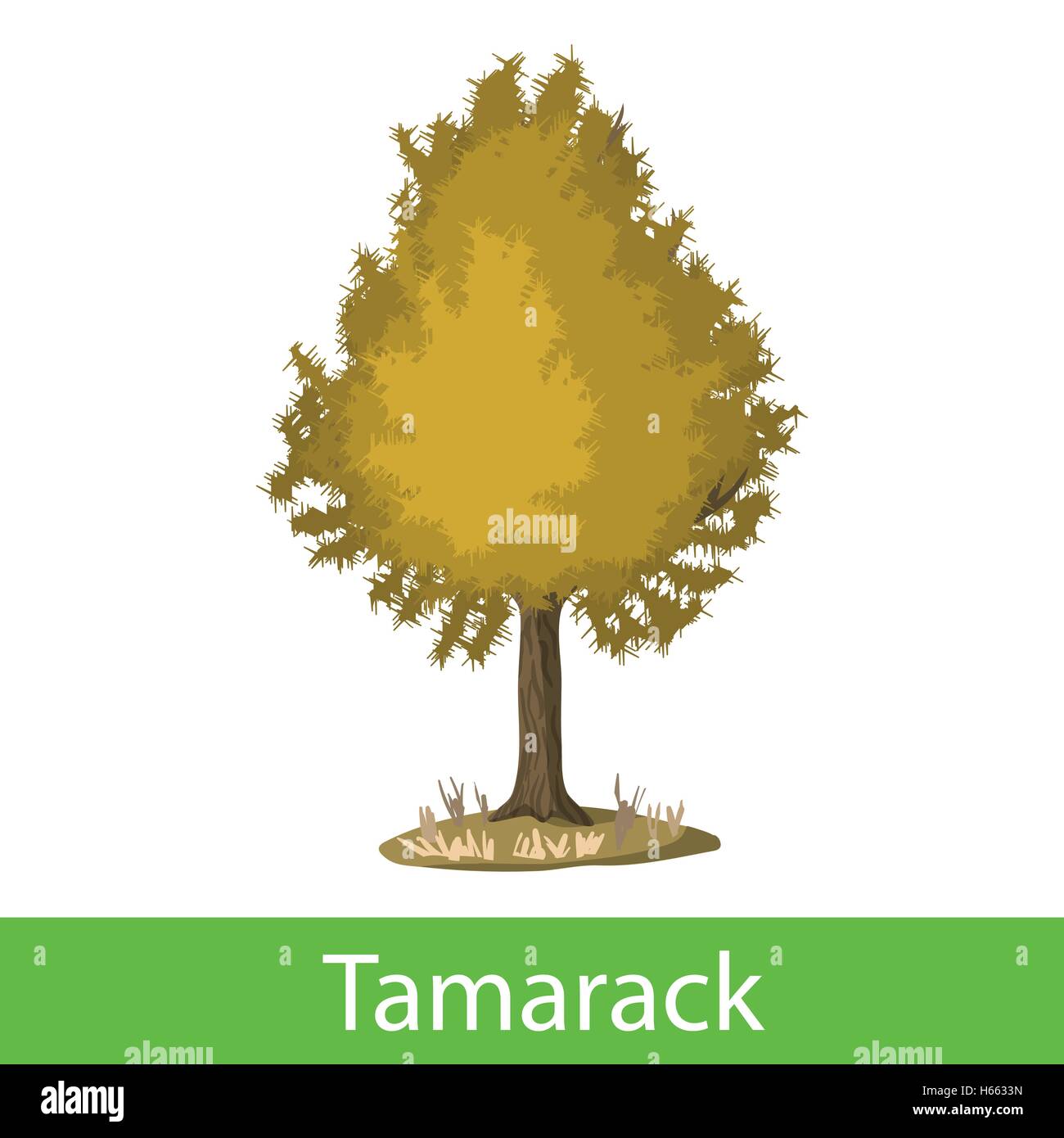 Tamarack tree Stock Vector Images - Alamy