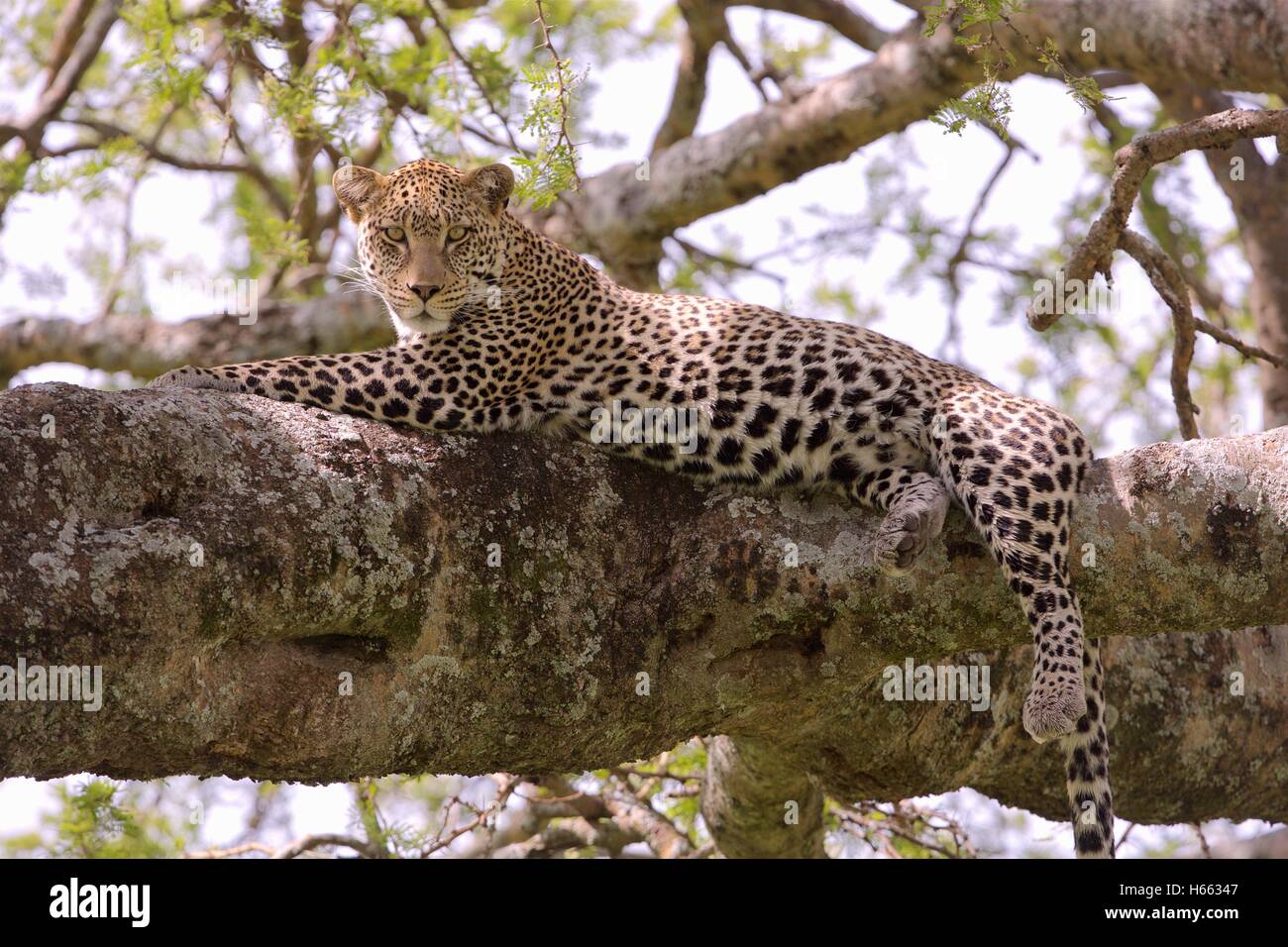 Serengeti tanzania leopard tree hi-res stock photography and images - Alamy