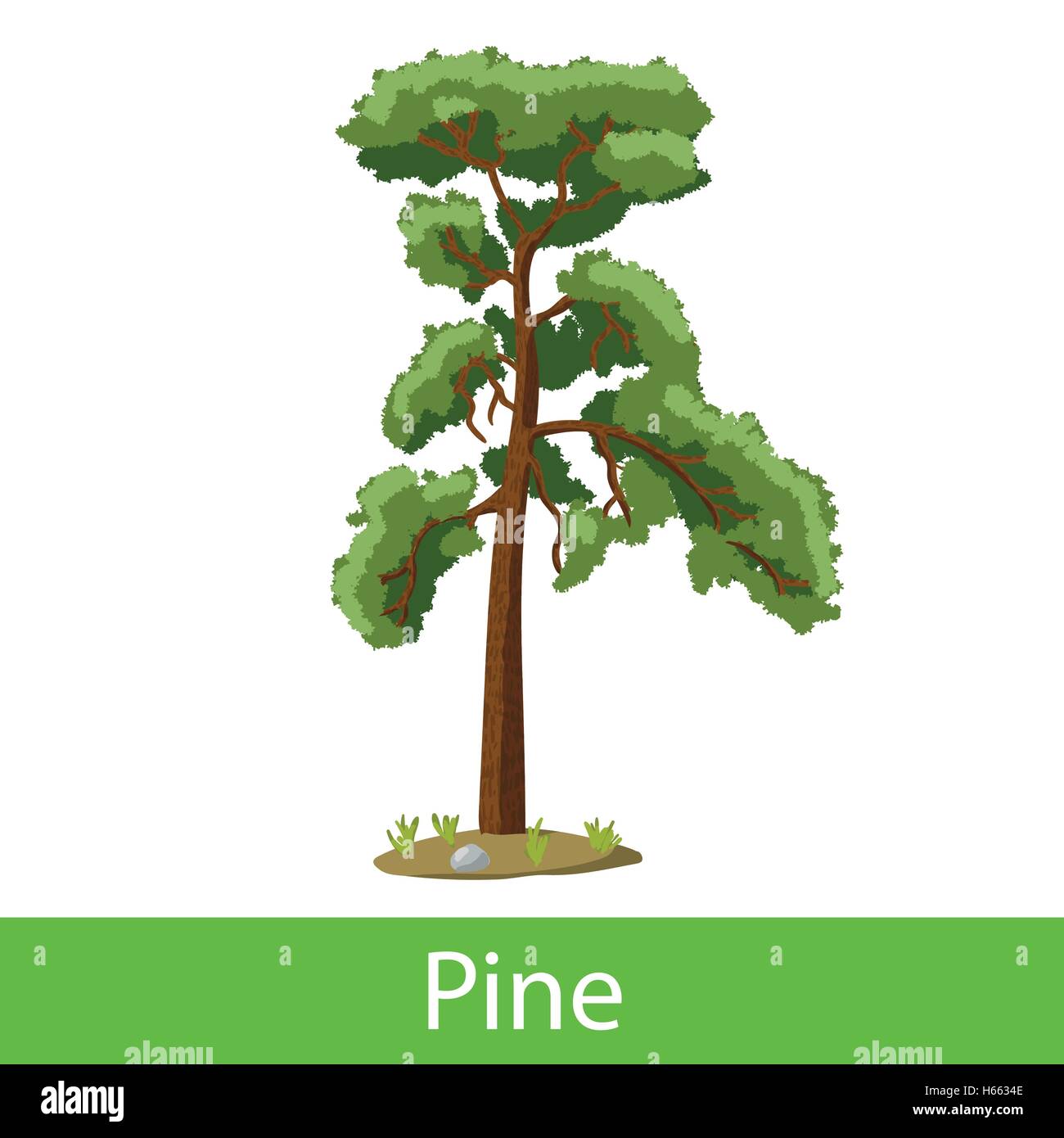 Pine cartoon tree Stock Vector Image & Art - Alamy