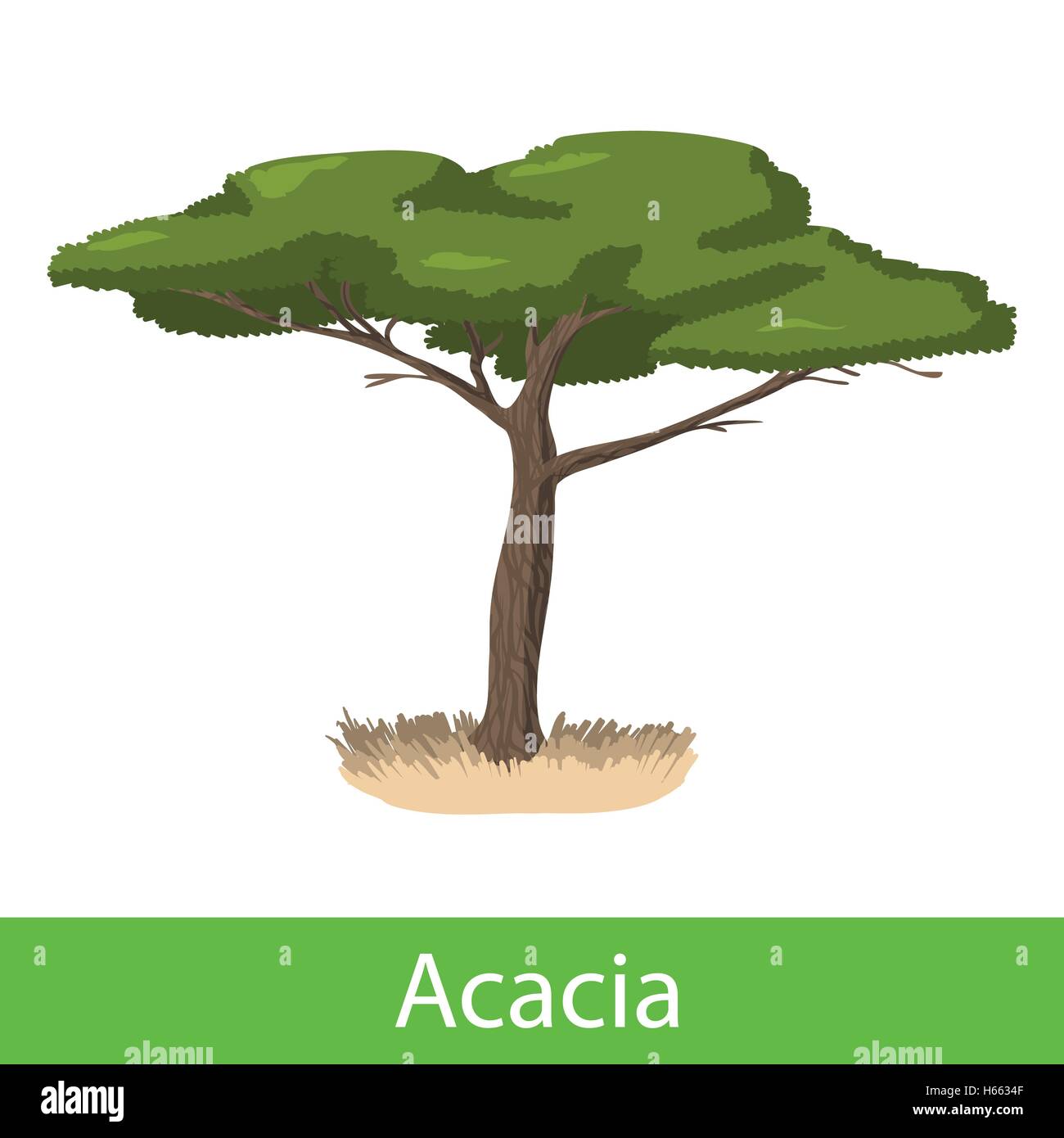 Acacia cartoon tree Stock Vector Image & Art - Alamy