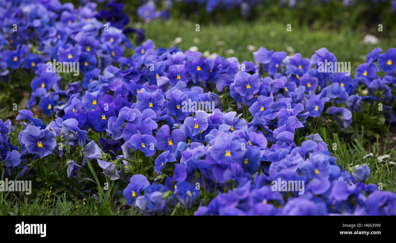 Lilac texture hi-res stock photography and images - Alamy