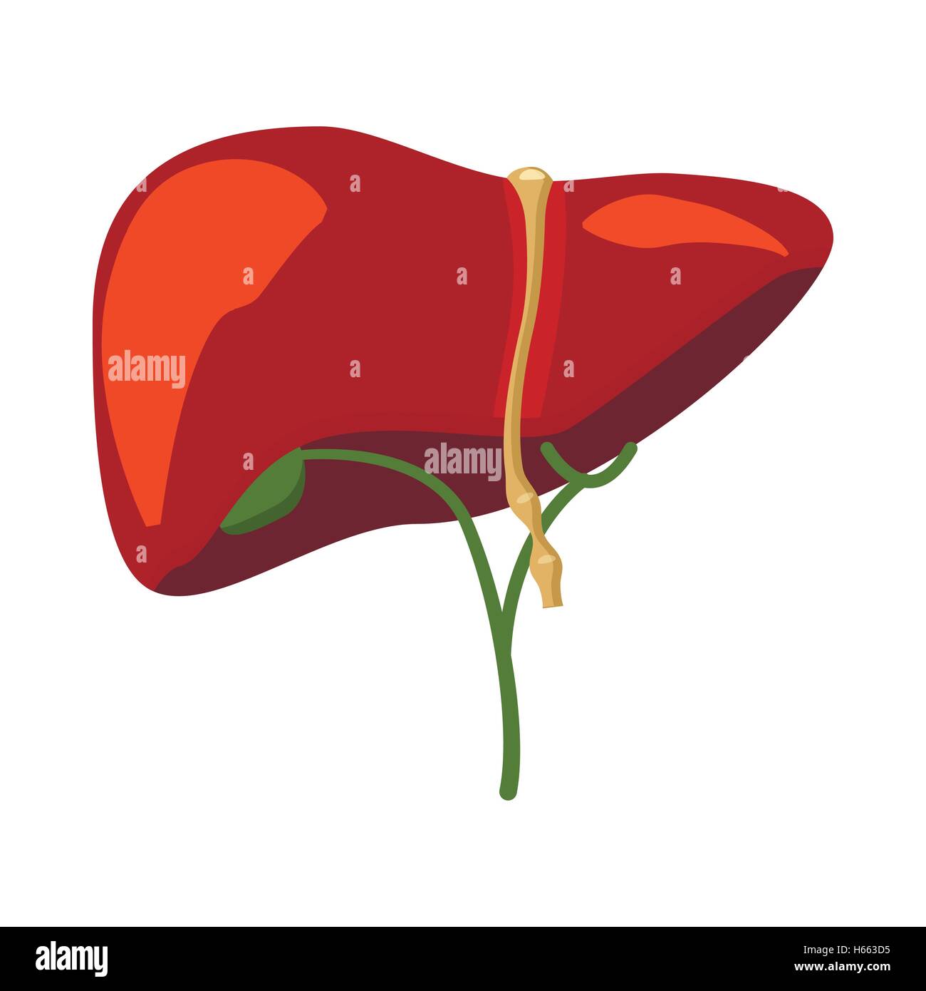 Human liver icon in cartoon style Stock Vector Image & Art - Alamy