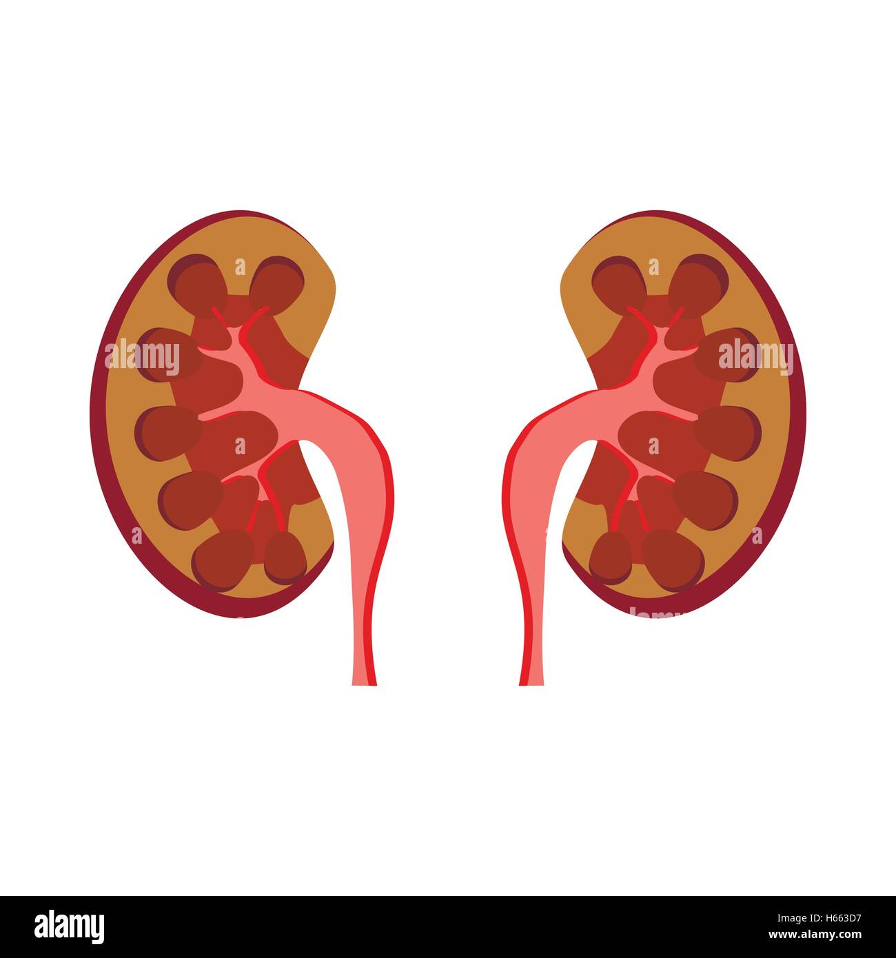 Human kidneys icon, cartoon style Stock Vector Image & Art - Alamy
