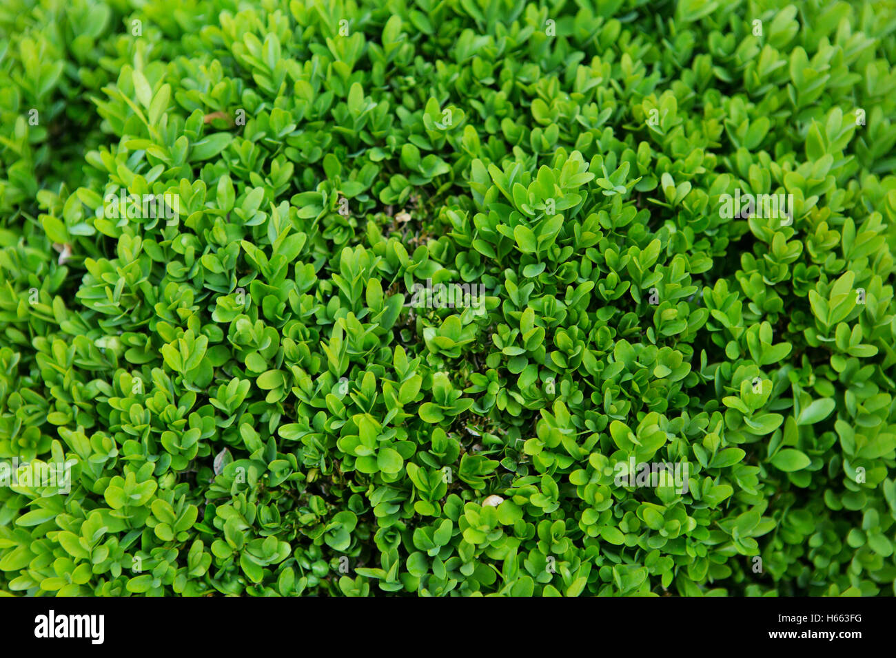 Rich green texture hi-res stock photography and images - Alamy