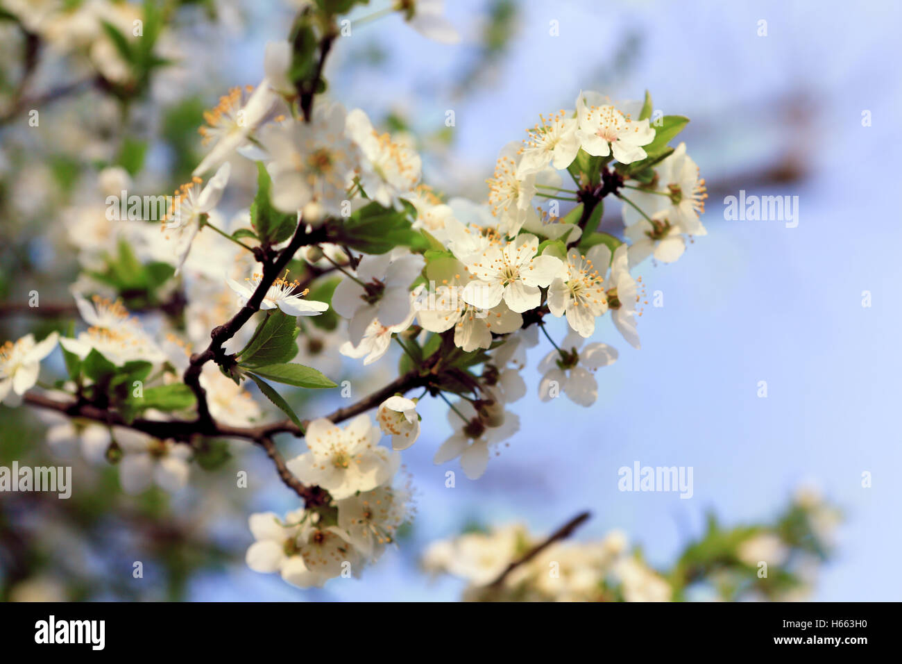 Blooming tree with white flowers Stock Photo - Alamy