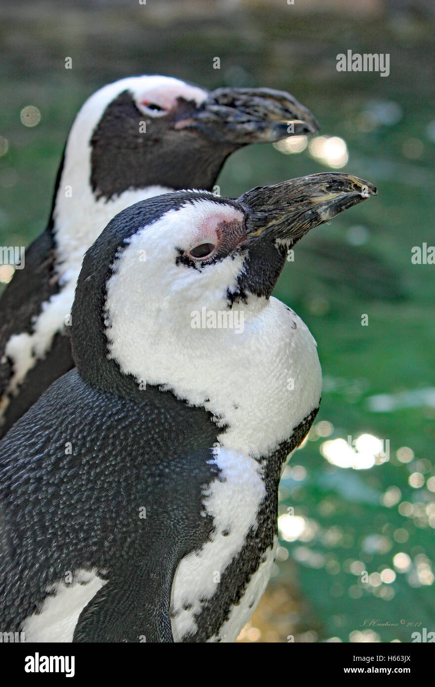 Penguin graphics hi-res stock photography and images - Alamy