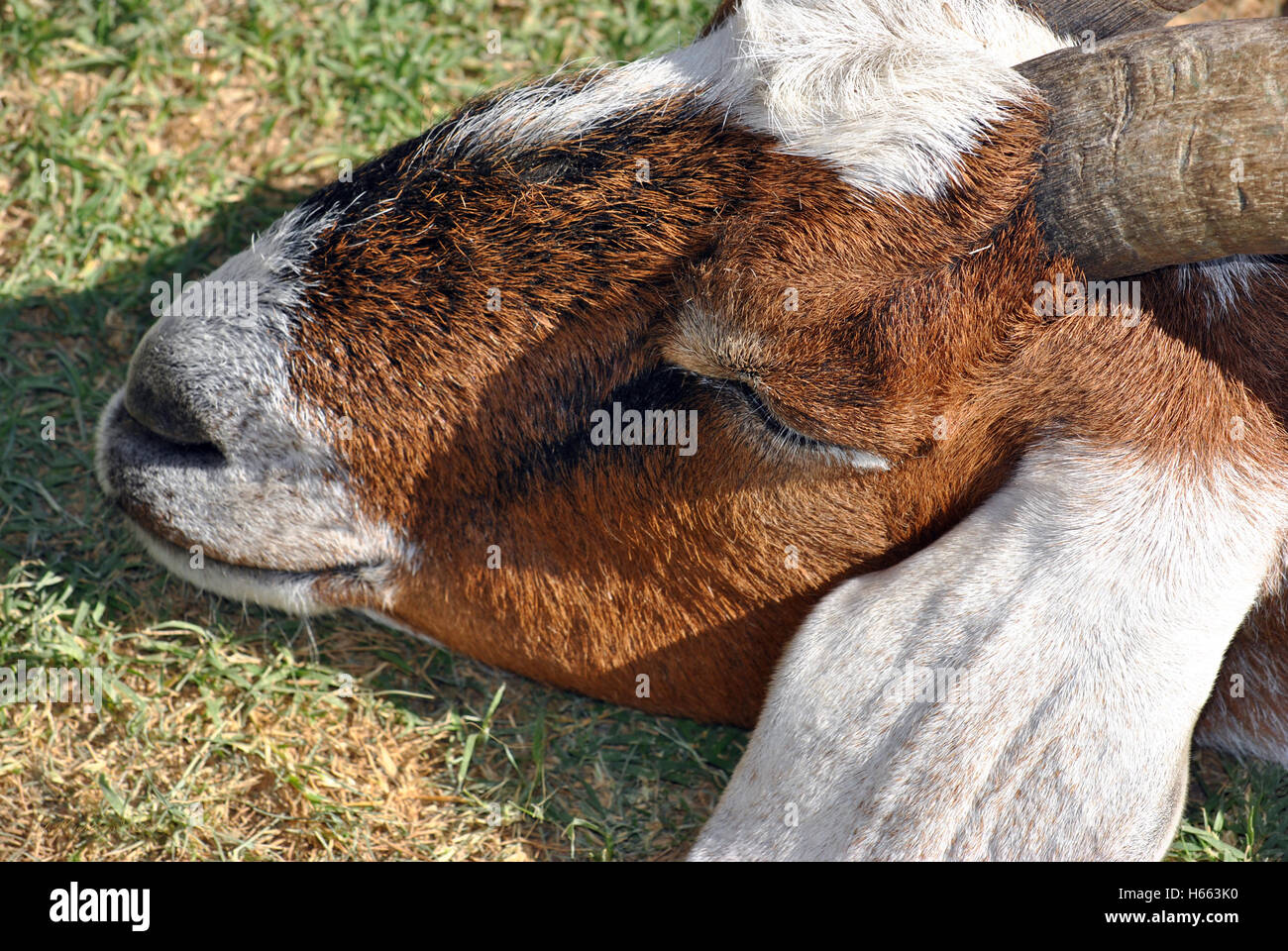 Brown Goat sleeping Stock Photo - Alamy