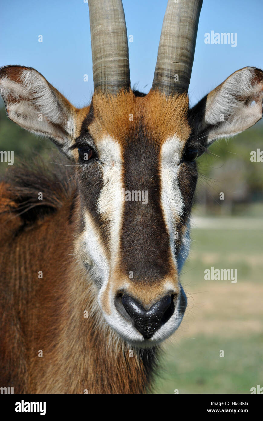 Picture antelope hi-res stock photography and images - Alamy