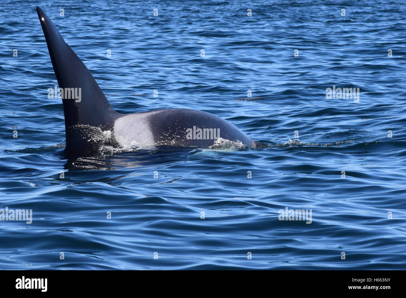 North atlantic orca hi-res stock photography and images - Alamy