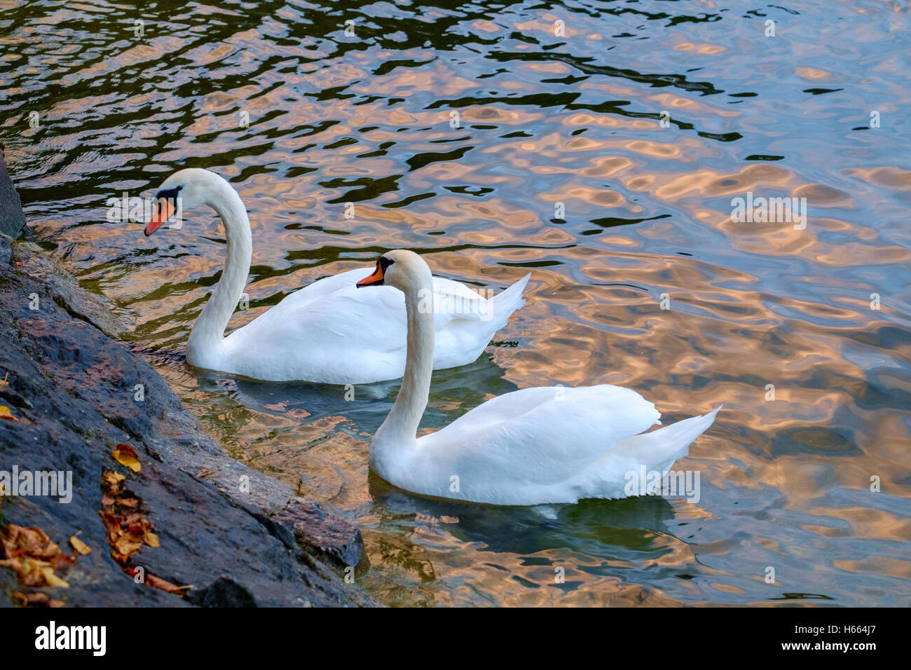 White Swan on the Hallstatt lake Austria Stock Photo - Alamy