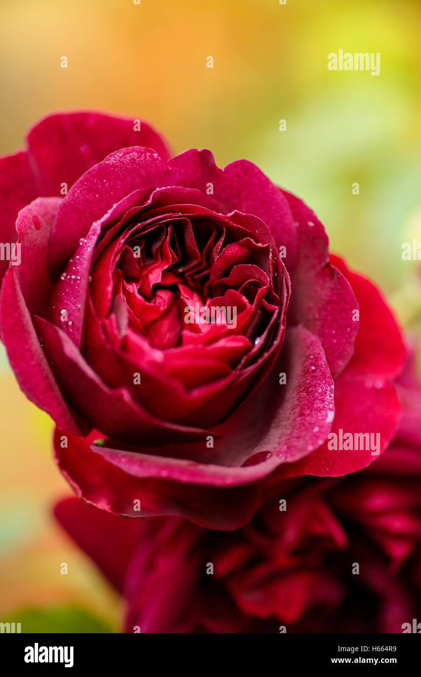 Autumn roses gardens hi-res stock photography and images - Alamy