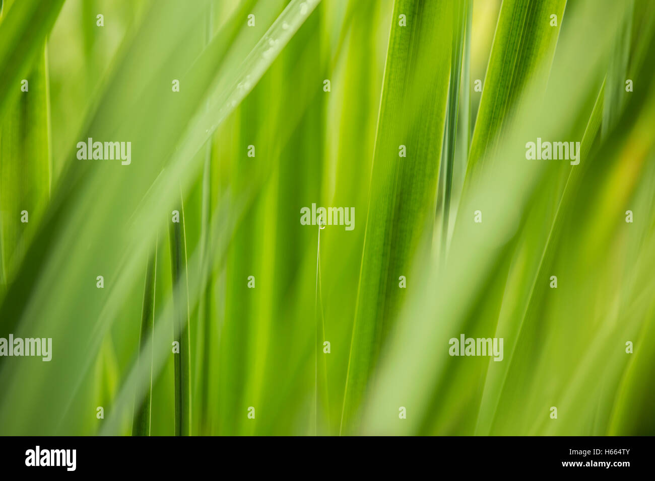 Iris leaves hi-res stock photography and images - Alamy