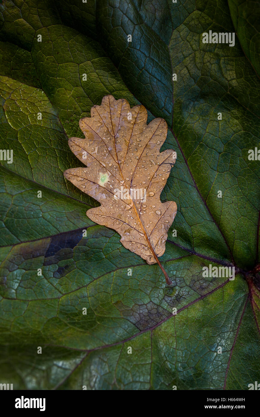 Fallen green leaf hi-res stock photography and images - Alamy