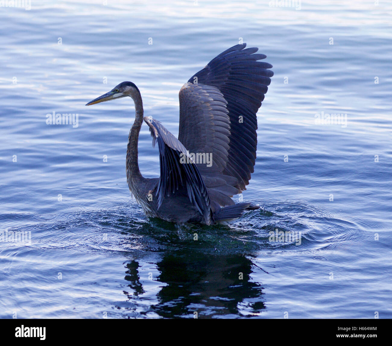 Beautiful image with a great blue heron swimming Stock Photo - Alamy