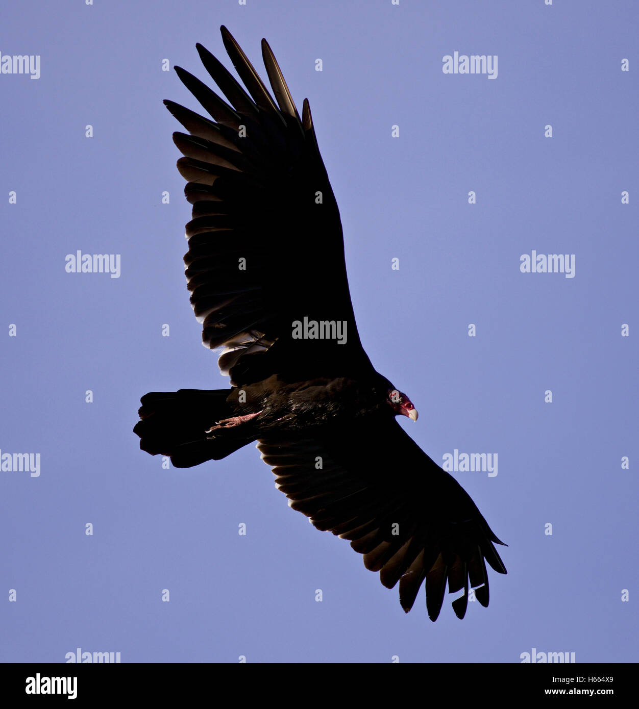 Isolated picture with a vulture flying in the sky Stock Photo - Alamy