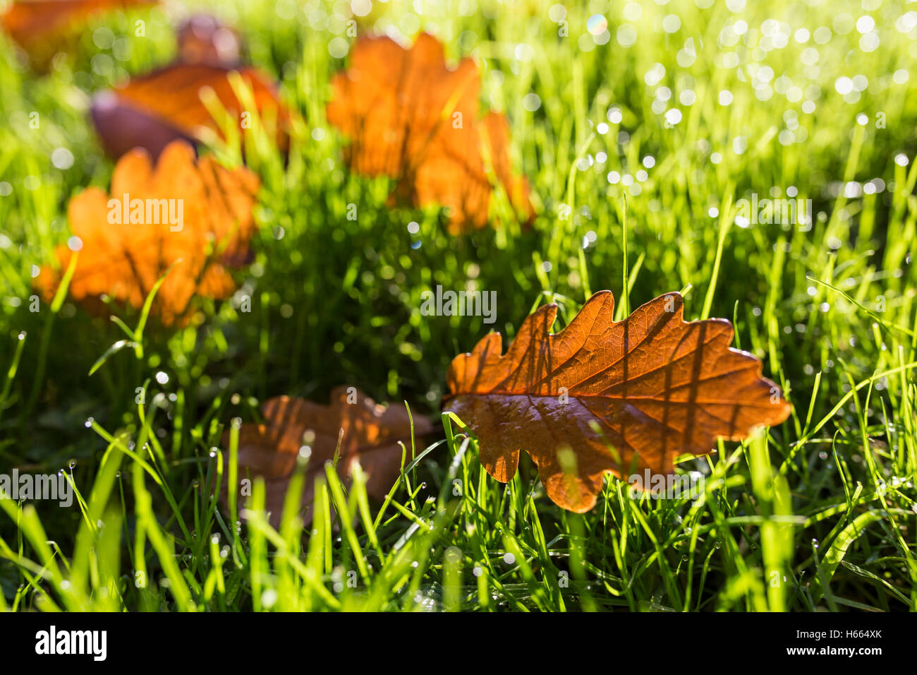 Lawn leaves hi-res stock photography and images - Alamy