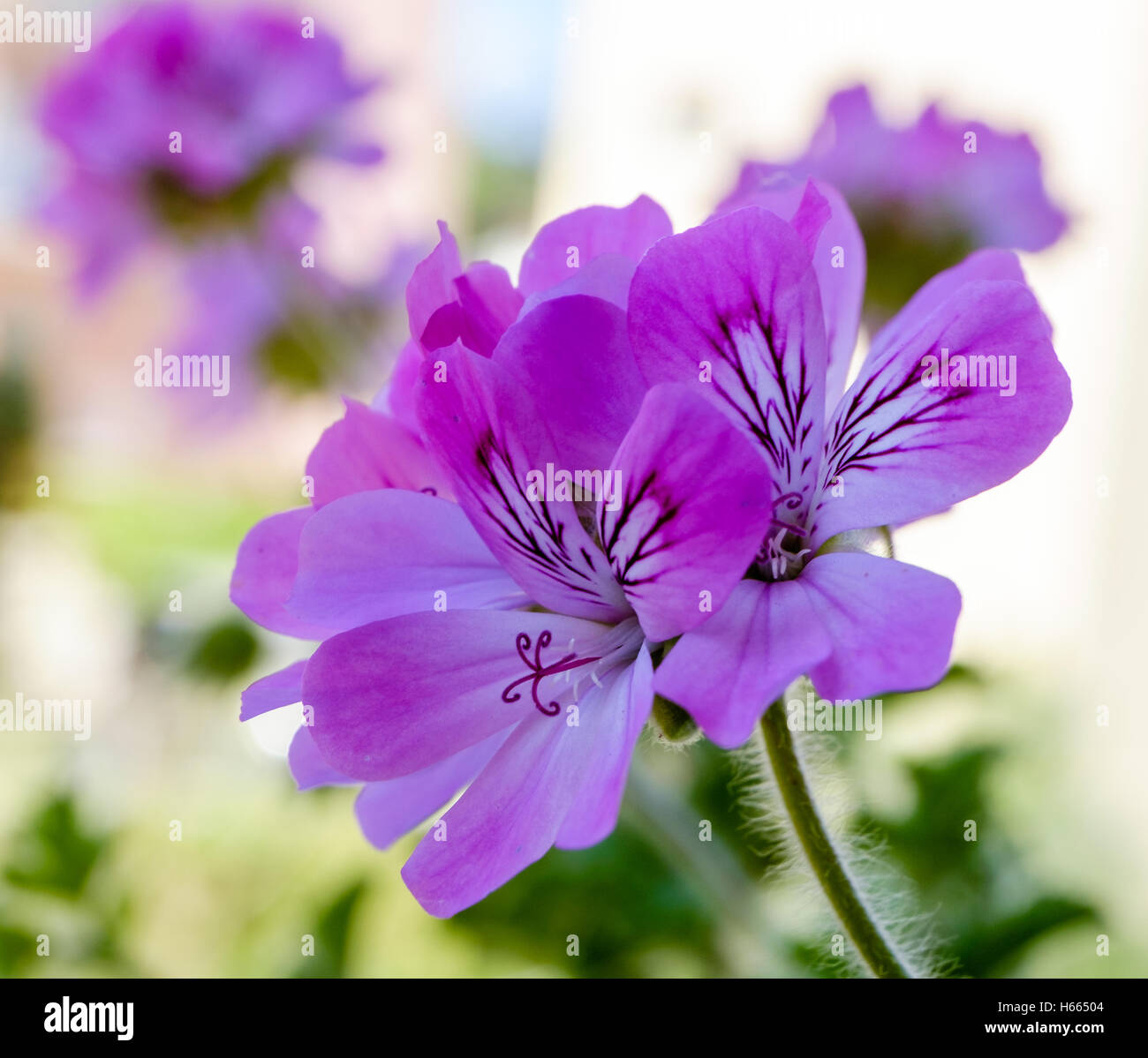 Malvarosa hi-res stock photography and images - Alamy