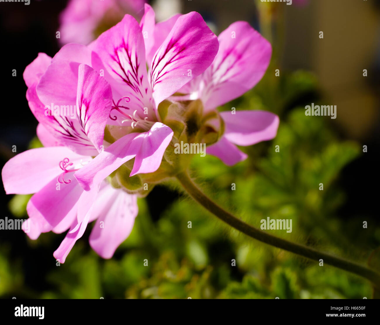 Malvarosa hi-res stock photography and images - Alamy