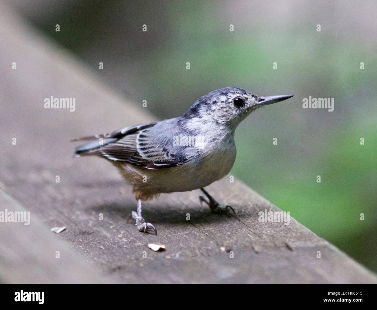 Beautiful background with a white-breasted nuthatch Stock Photo - Alamy