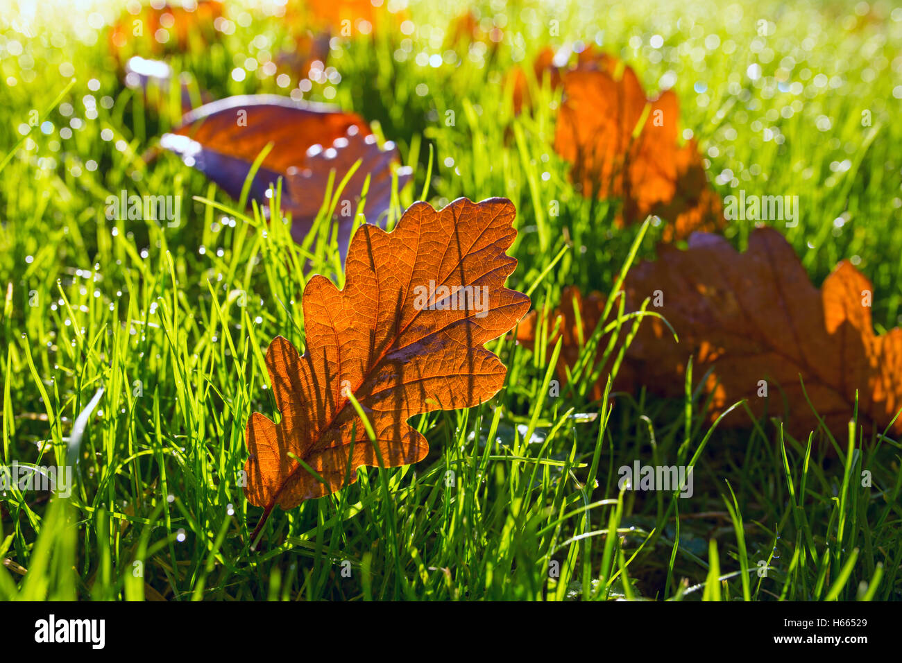 Lawn with leaves hi-res stock photography and images - Alamy