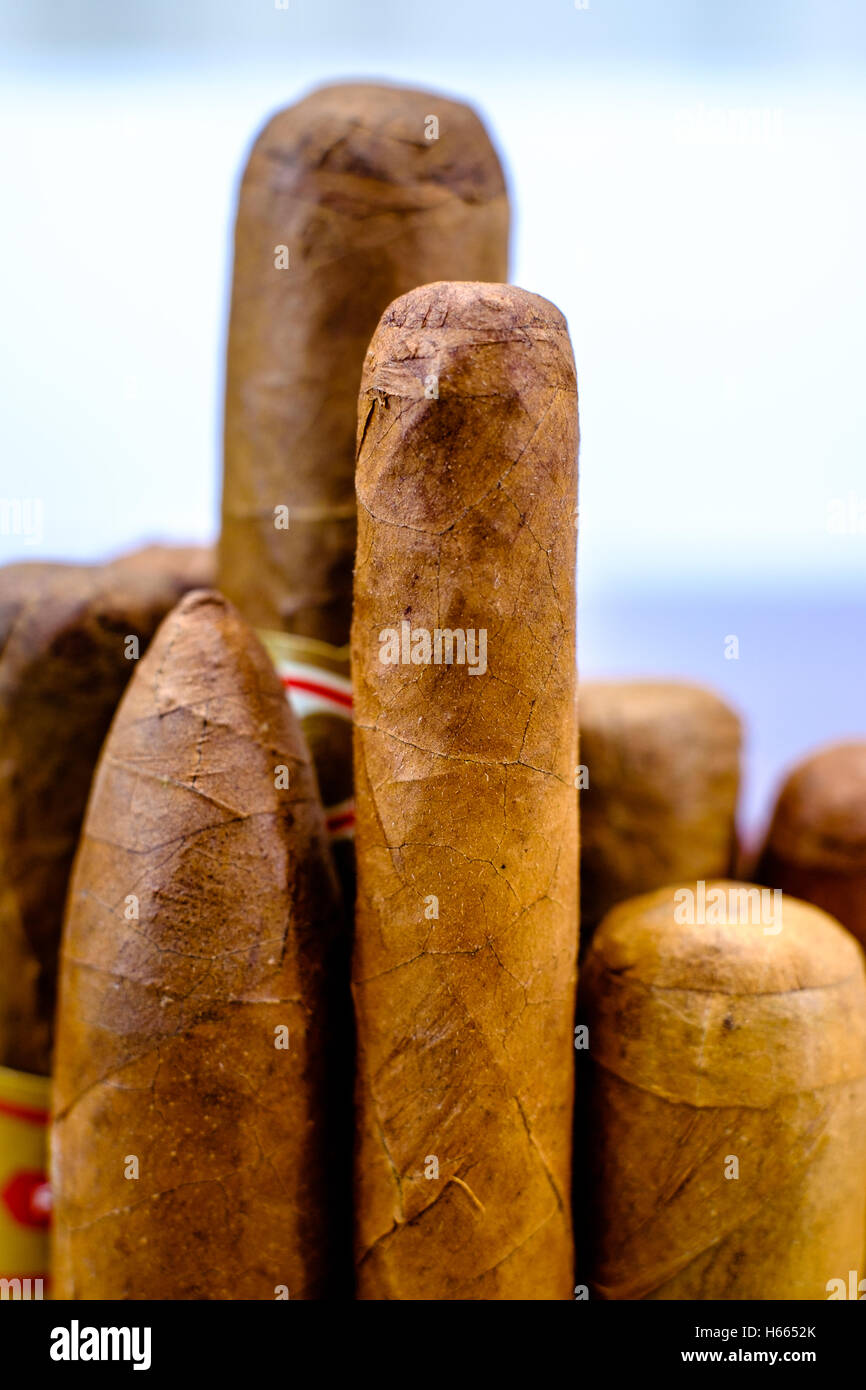 Head of Cuban cigars vertically Stock Photo - Alamy