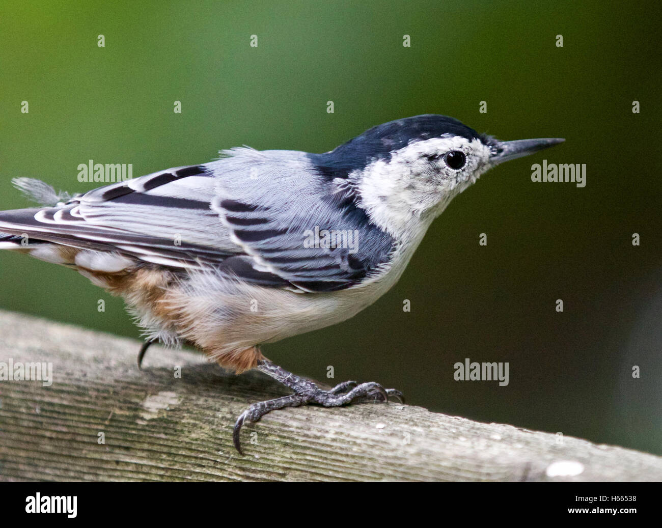 Beautiful isolated picture of a white-breasted nuthatch Stock Photo - Alamy
