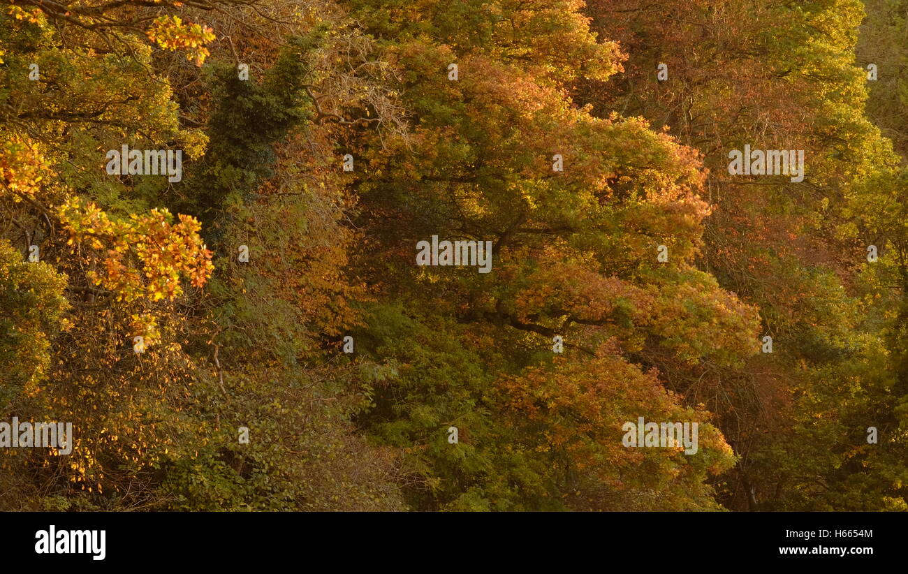 Fall Autumn colours of Birch trees in Aviemore, Scotland Stock Photo ...
