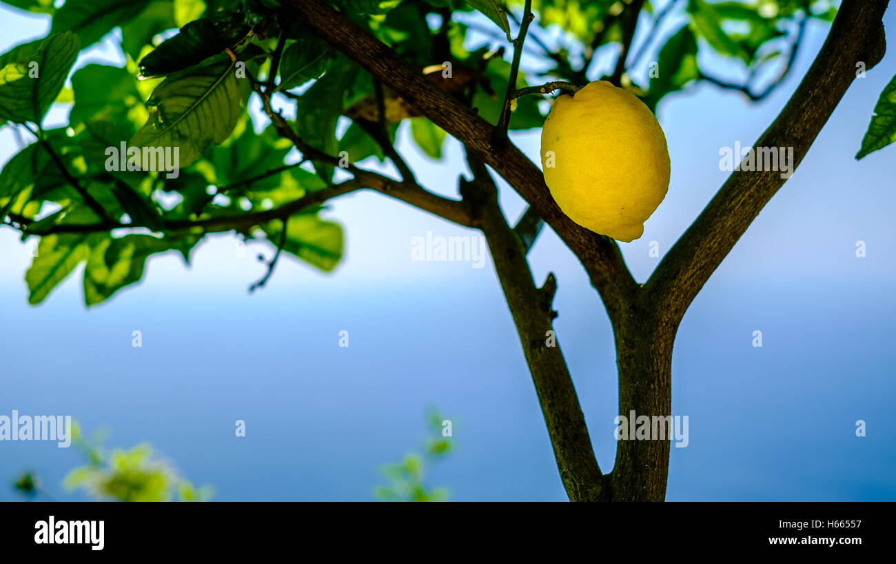Lemon on a tree. Mediterranean sea and sky in background. Amalfi coast ...