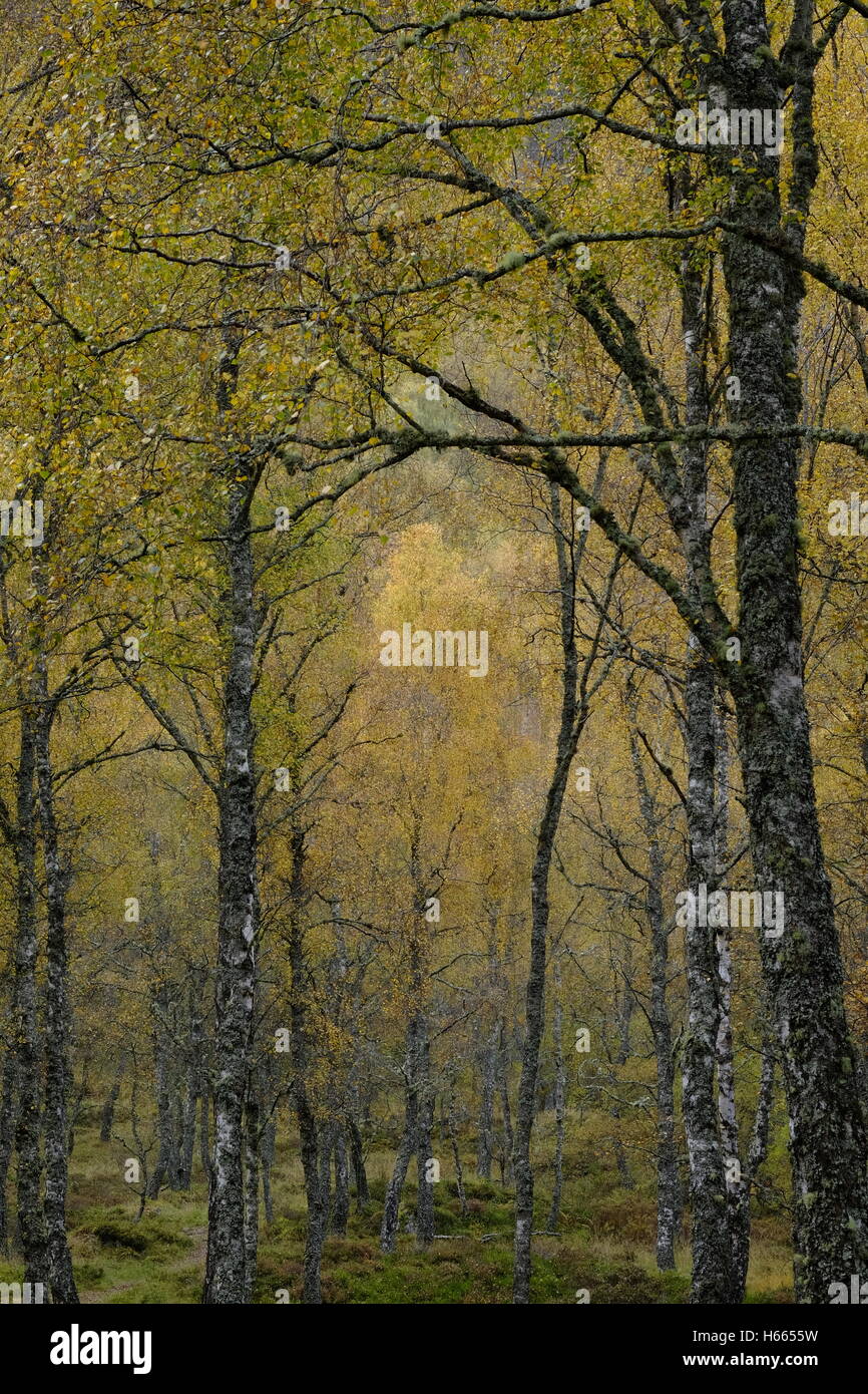 Fall Autumn colours of Birch trees in Aviemore, Scotland Stock Photo ...