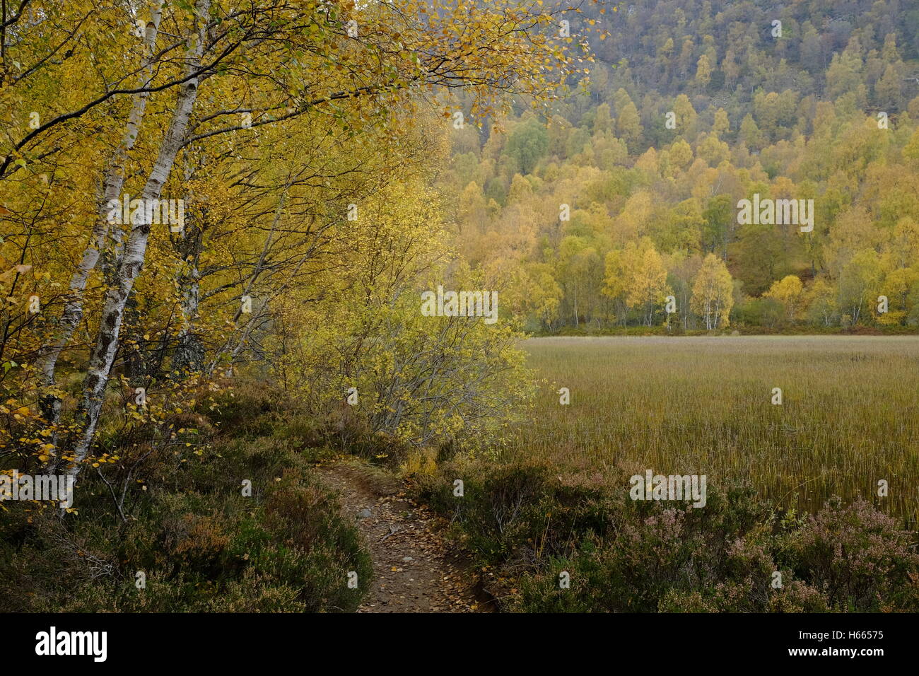 Fall Autumn colours of Birch trees in Aviemore, Scotland Stock Photo ...