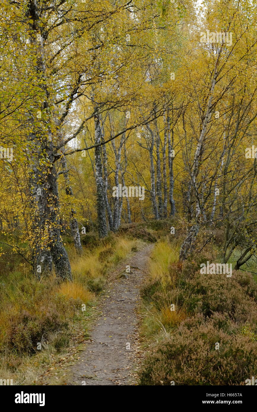 Fall Autumn colours of Birch trees in Aviemore, Scotland Stock Photo ...