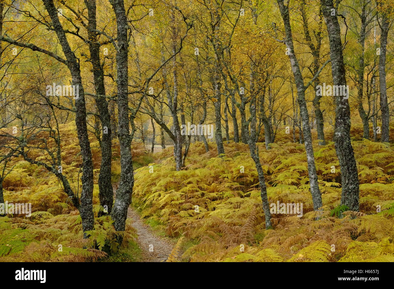 Fall Autumn colours of Birch trees in Aviemore, Scotland Stock Photo ...