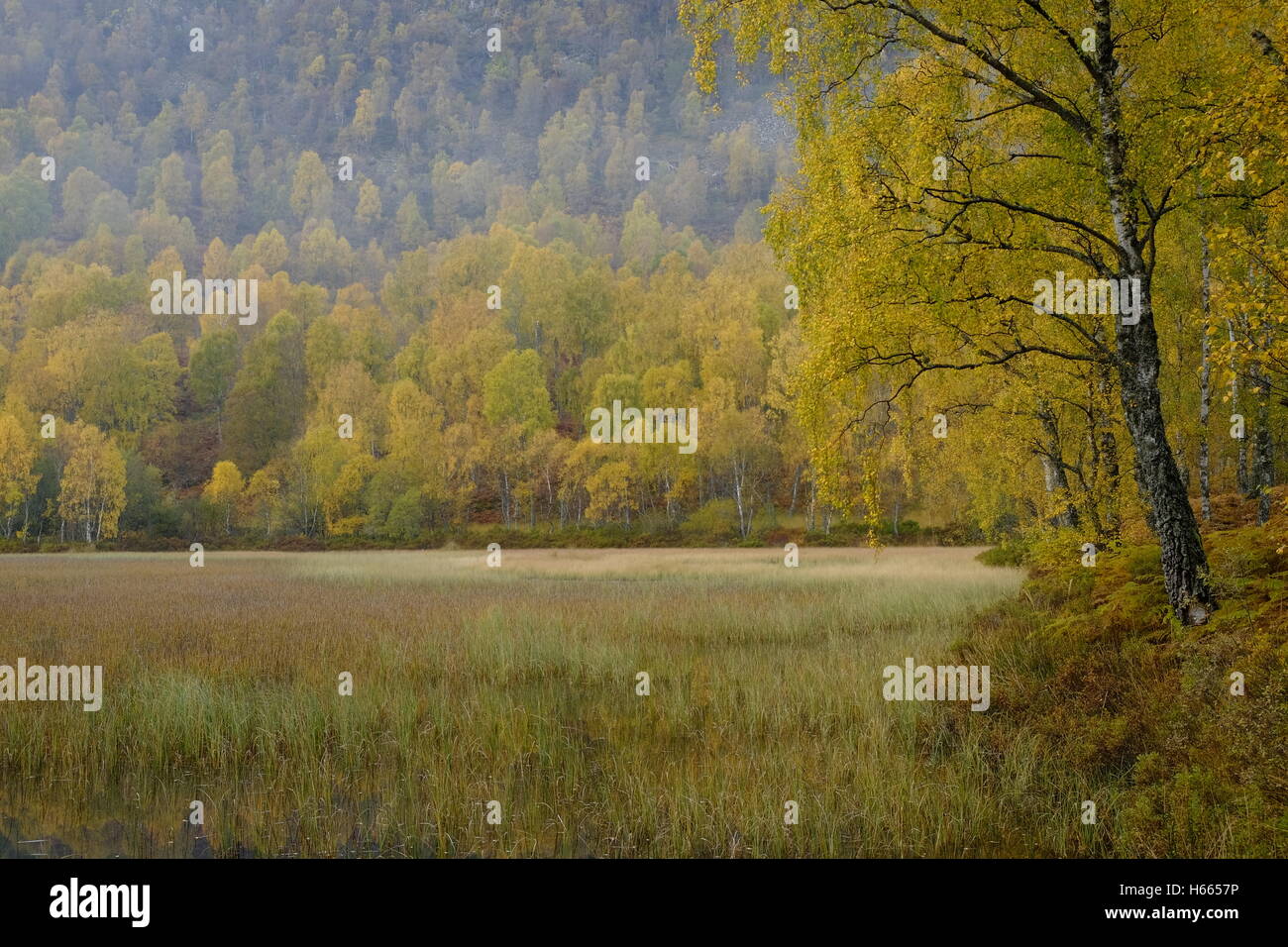 Fall Autumn colours of Birch trees in Aviemore, Scotland Stock Photo ...