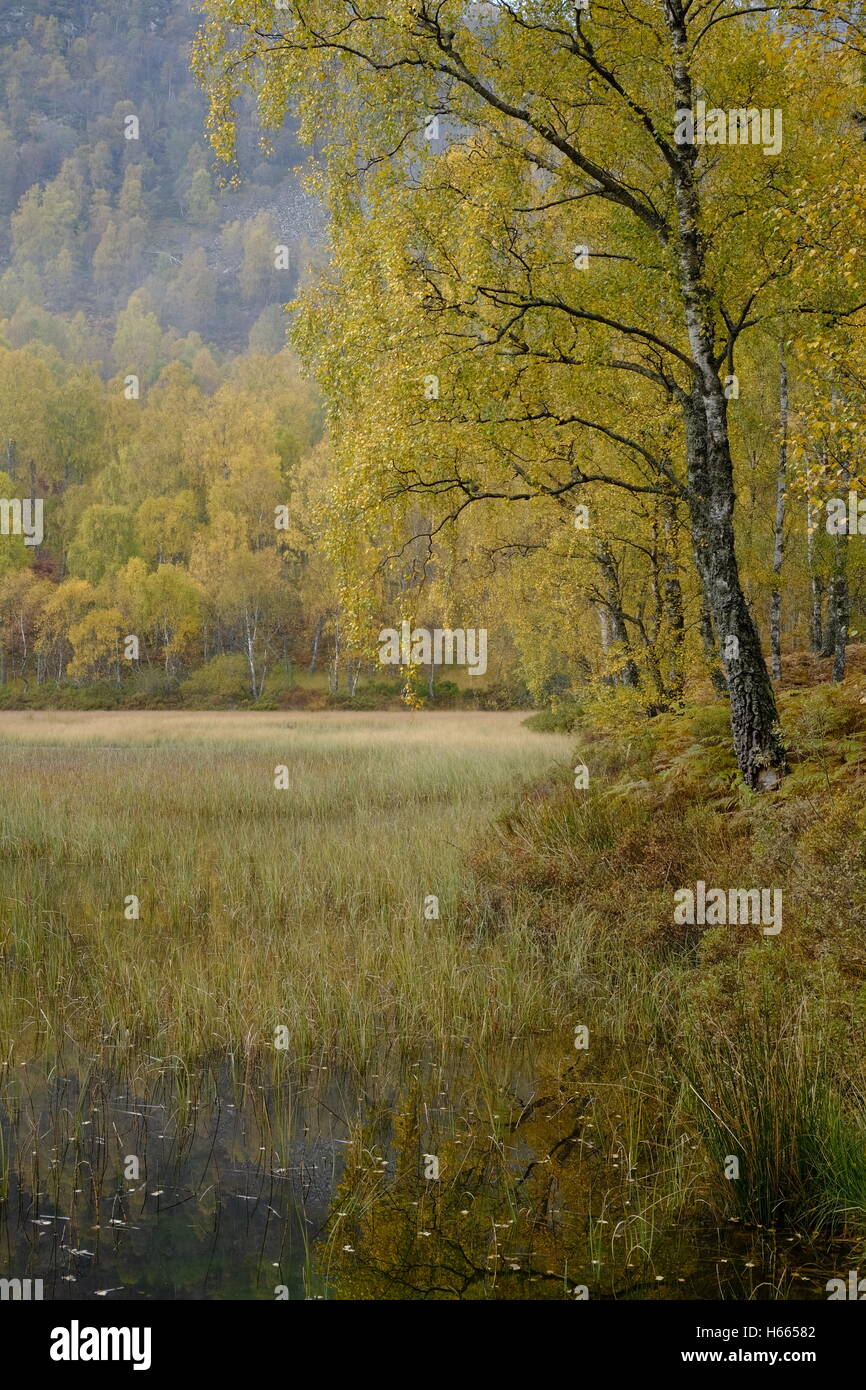 Fall Autumn colours of Birch trees in Aviemore, Scotland Stock Photo ...