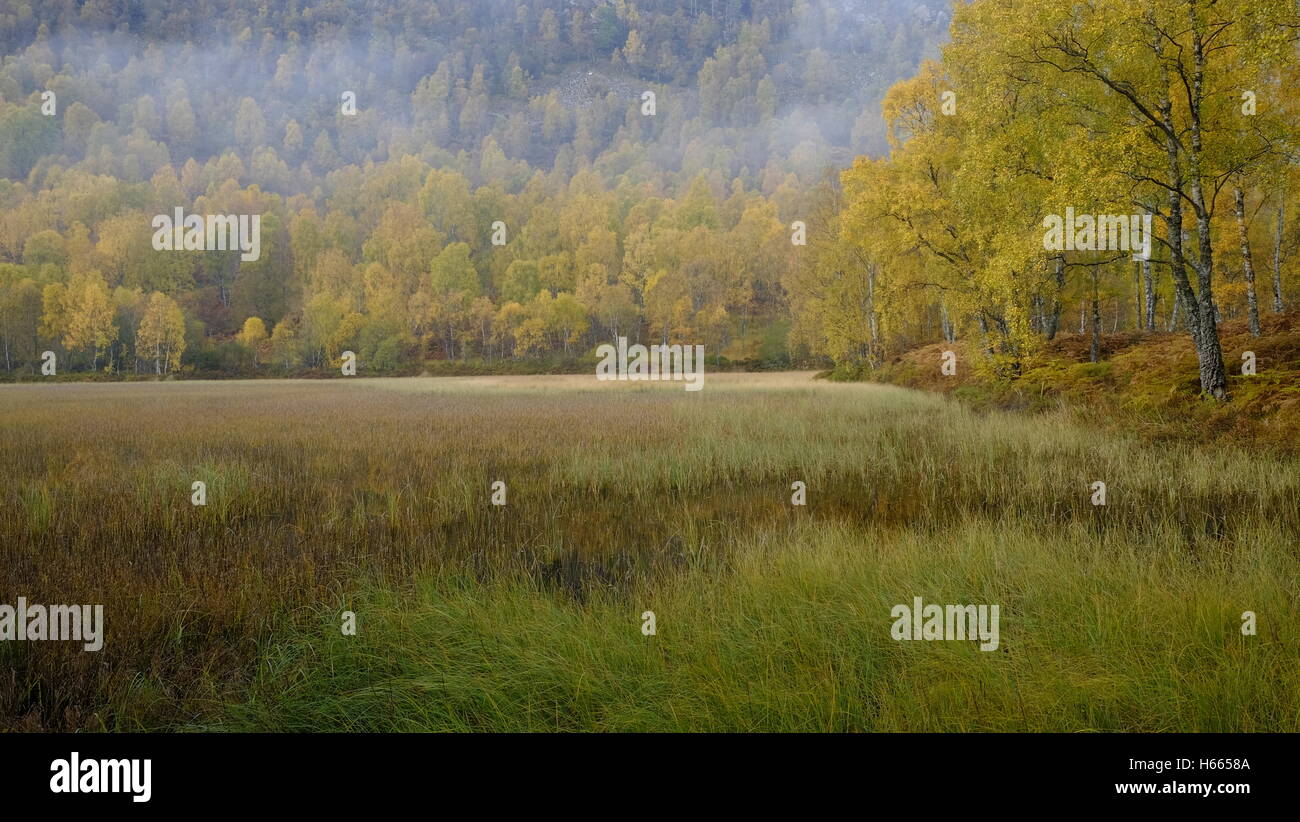 Fall Autumn colours of Birch trees in Aviemore, Scotland Stock Photo ...