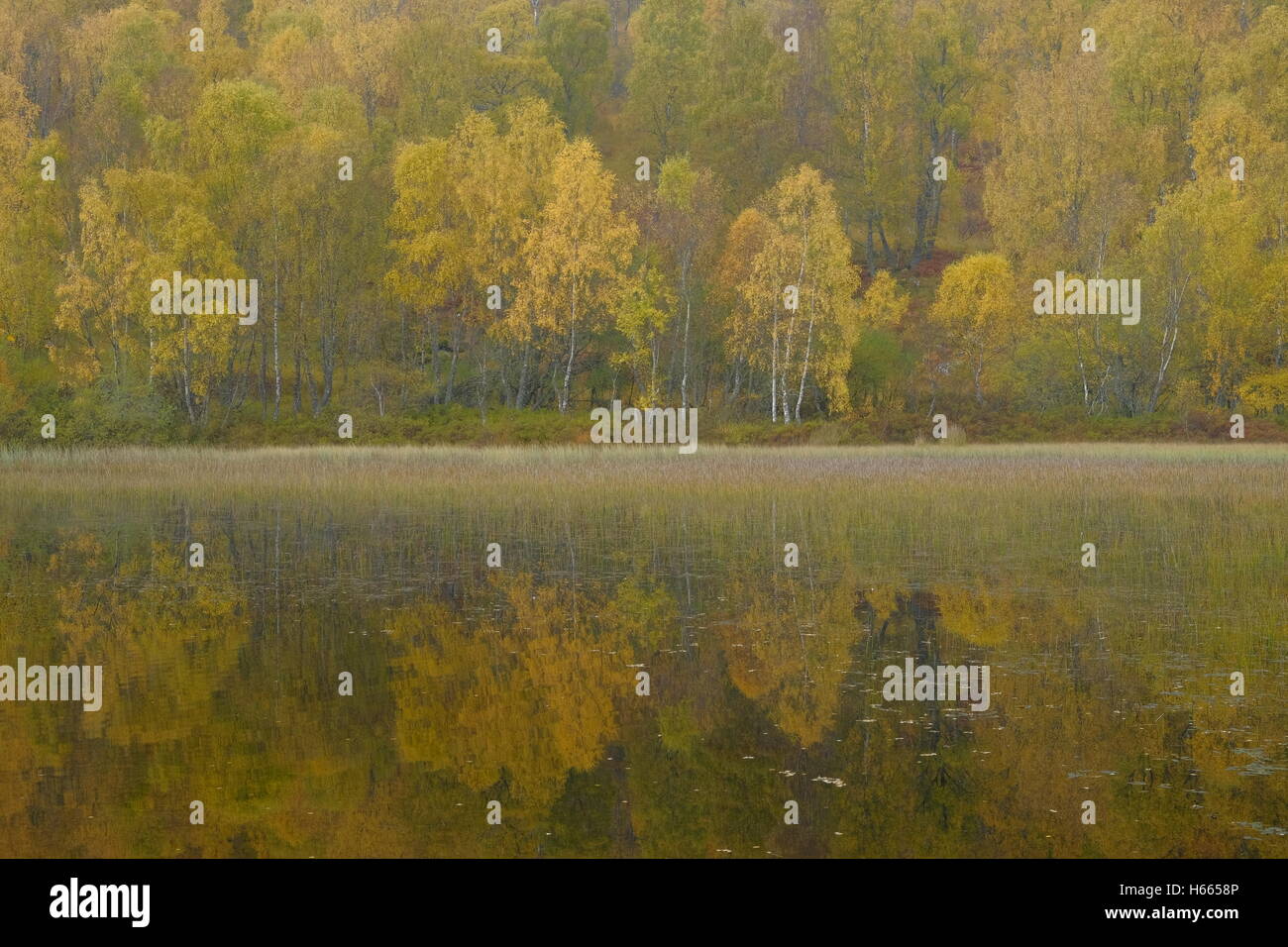 Fall Autumn colours of Birch trees in Aviemore, Scotland Stock Photo ...