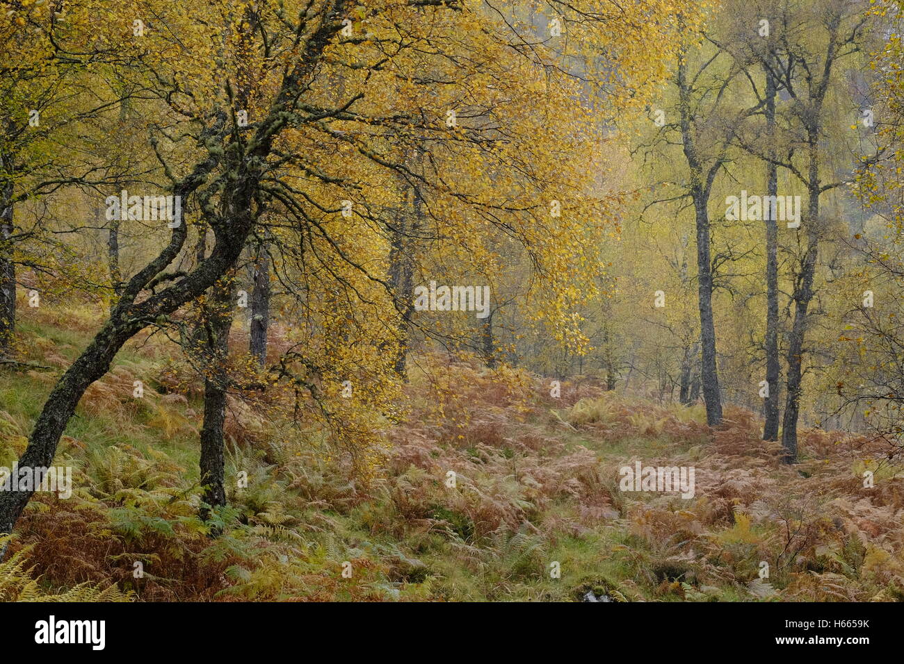 Fall Autumn colours of Birch trees in Aviemore, Scotland Stock Photo ...