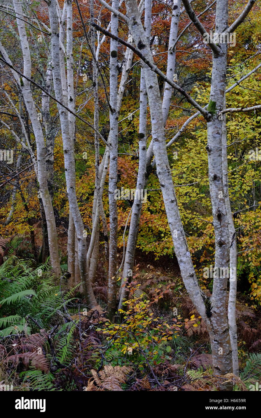 Fall colours of scotland hi-res stock photography and images - Alamy