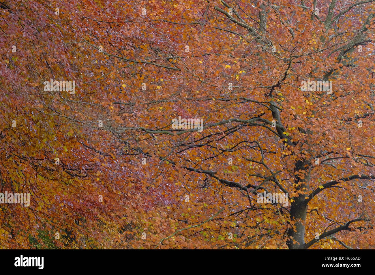 Red beech tree hi-res stock photography and images - Alamy