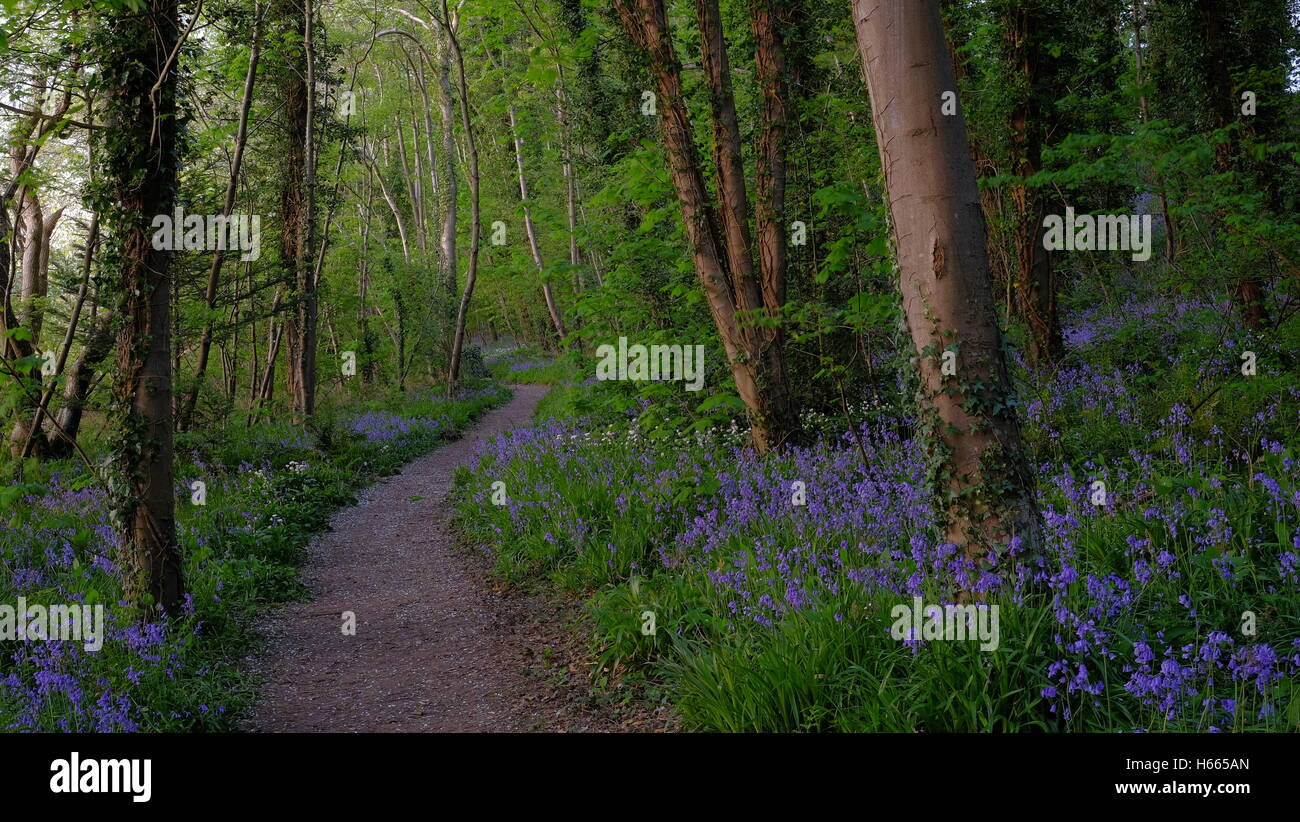 Scottish bluebell hi-res stock photography and images - Alamy