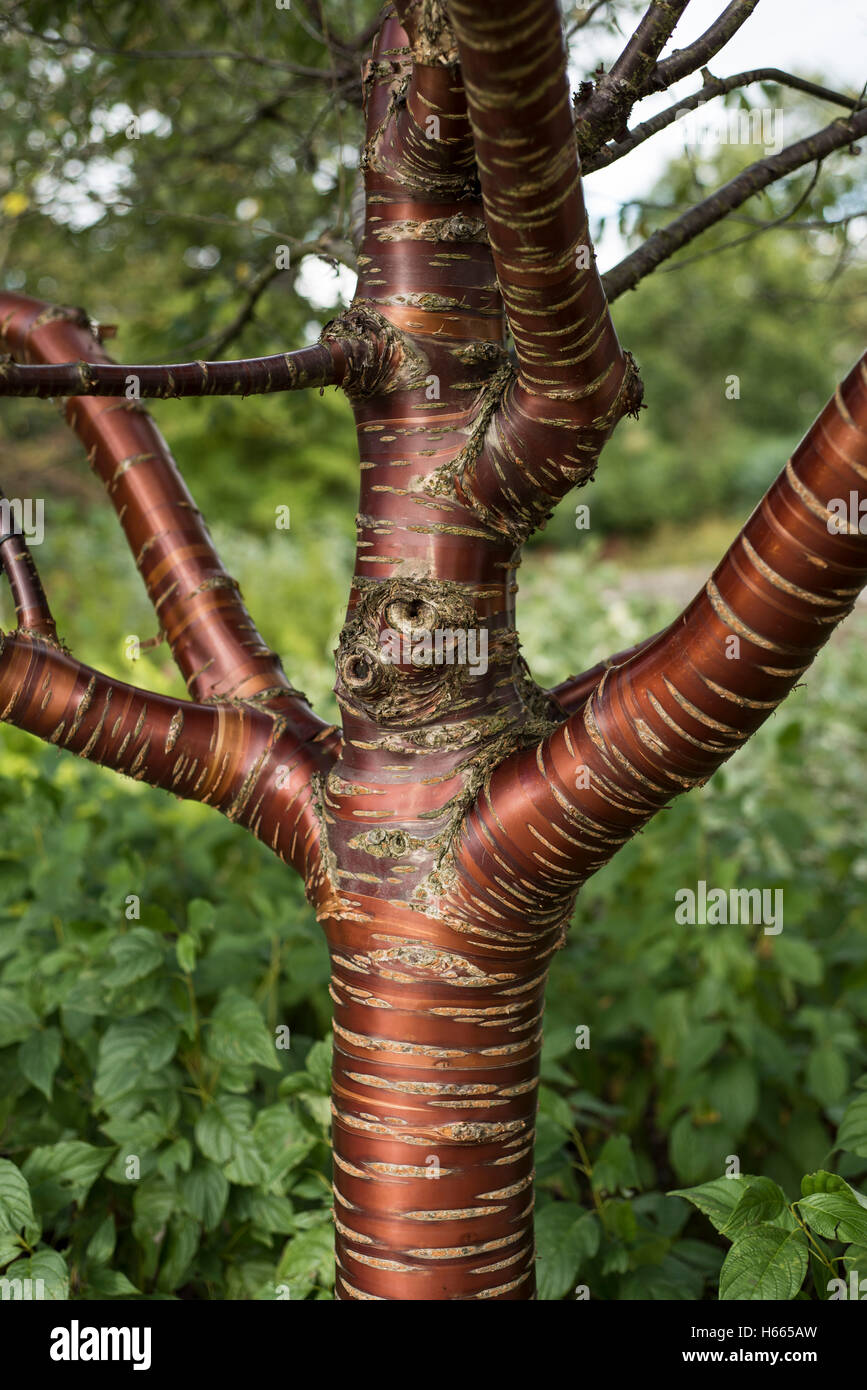 Waxy tree hi-res stock photography and images - Alamy