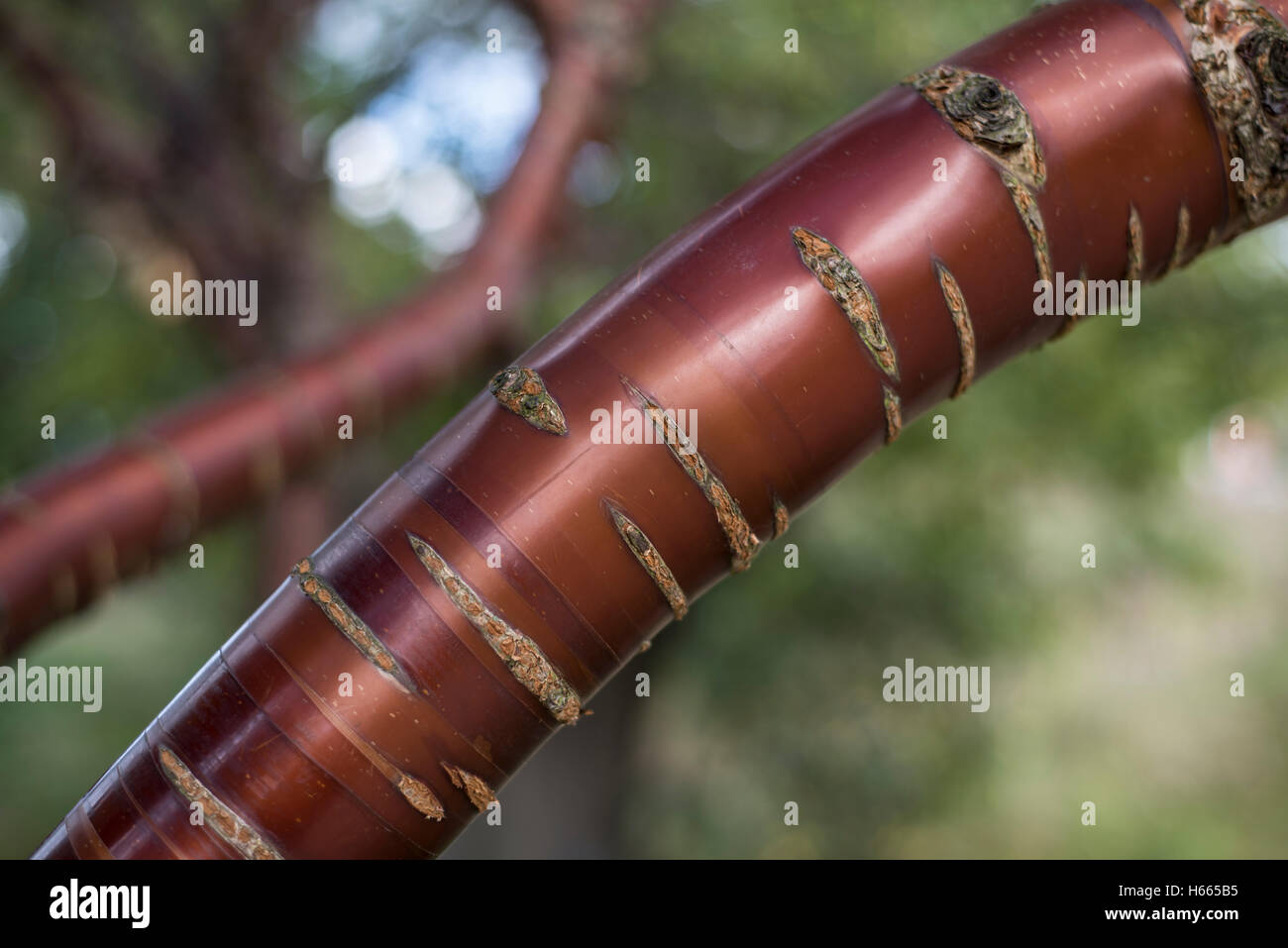 Beautiful bronze coloured waxy tree, pictured at Harlow Carr Gardens in ...
