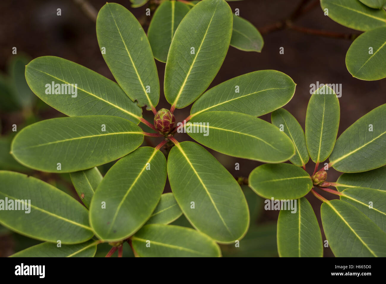 Beautiful leaves, shrubbery and trees, pictured at Harlow Carr Gardens ...