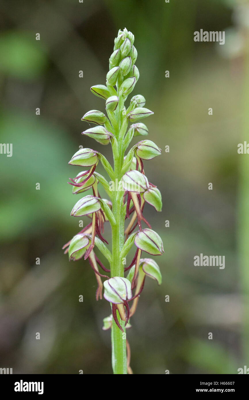 man orchid (Orchis anthropophora) flower growing in meadow, Gillingham ...