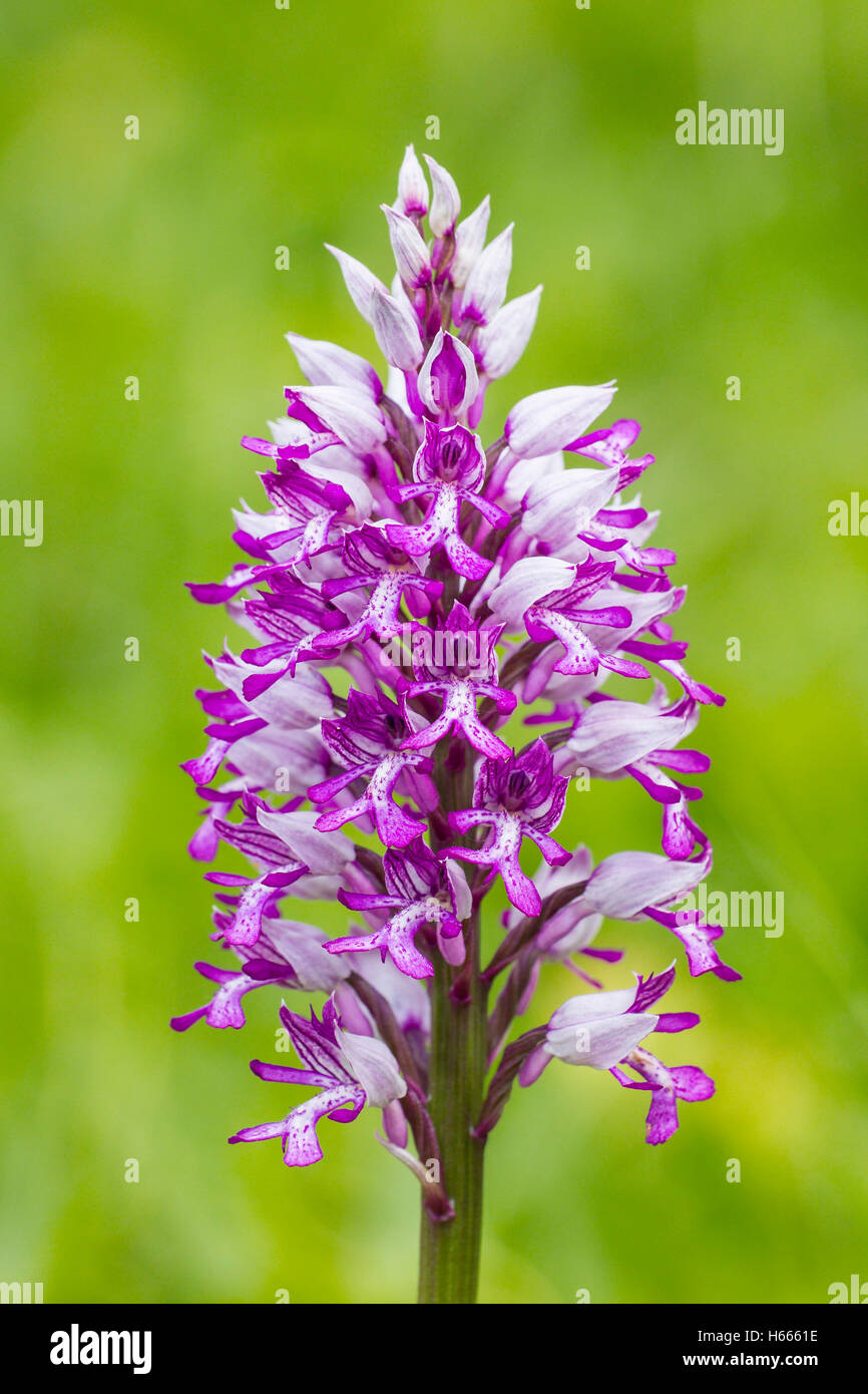 military orchid (Orchis militaris) flowers growing in meadows, Norfolk ...