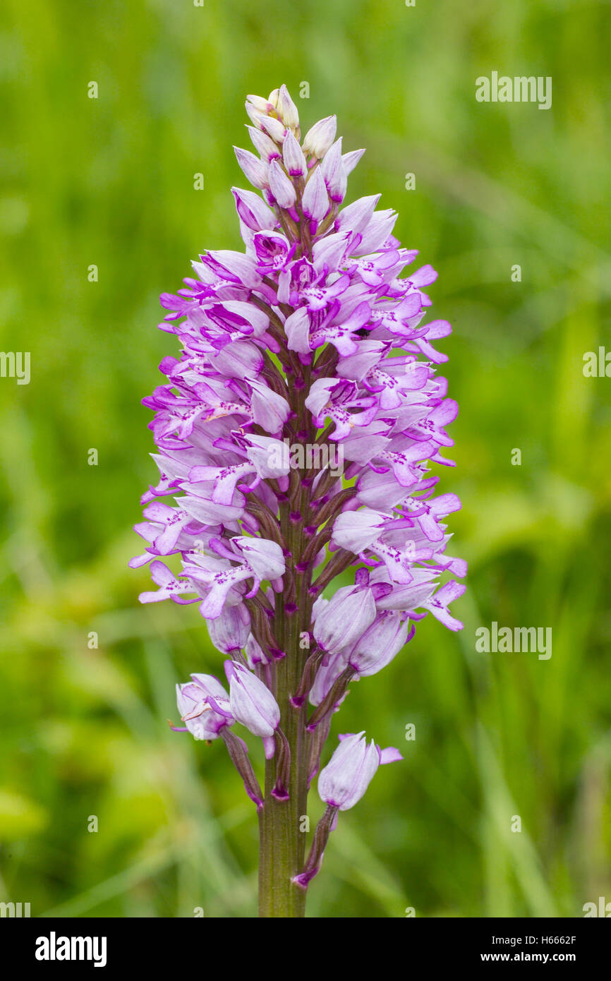 military orchid (Orchis militaris) flowers growing in meadows, Norfolk ...